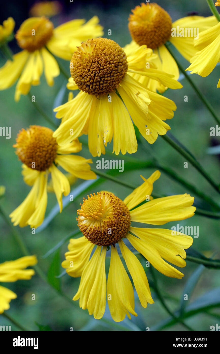 Helenium autumnale hi-res stock photography and images - Alamy