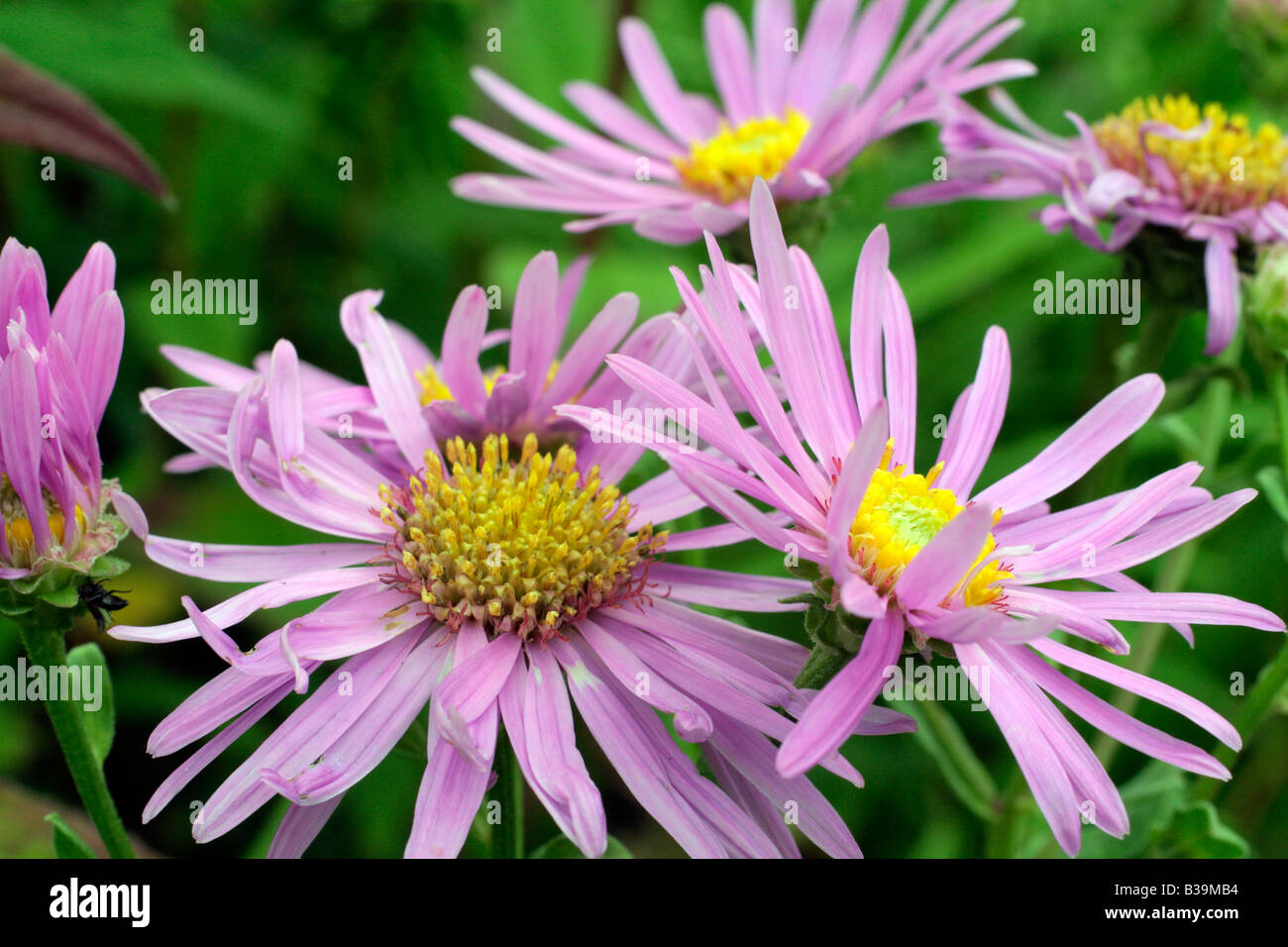 ASTERAMELLUS LADY HINDLIP Stock Photo - Alamy