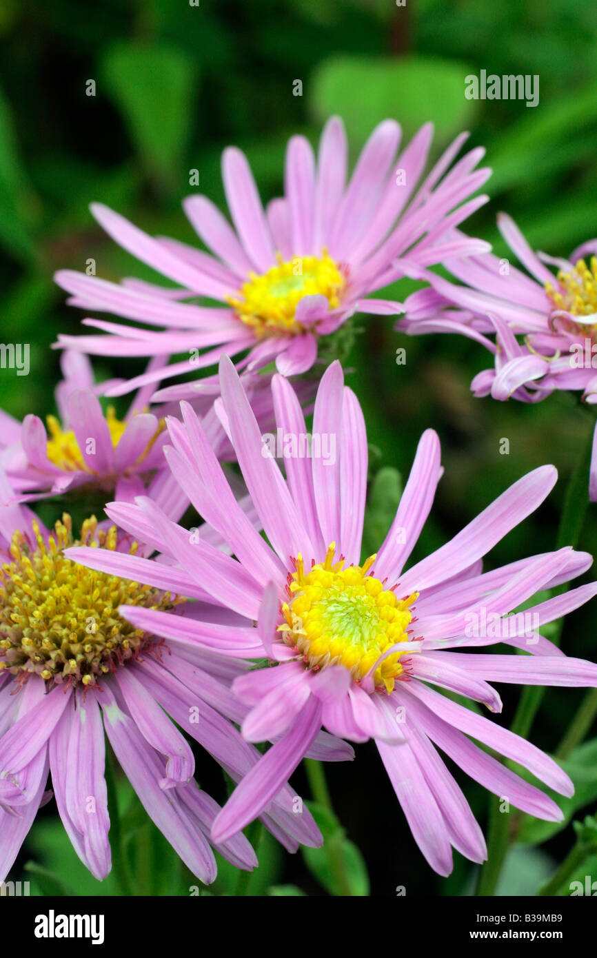 ASTERAMELLUS LADY HINDLIP Stock Photo - Alamy
