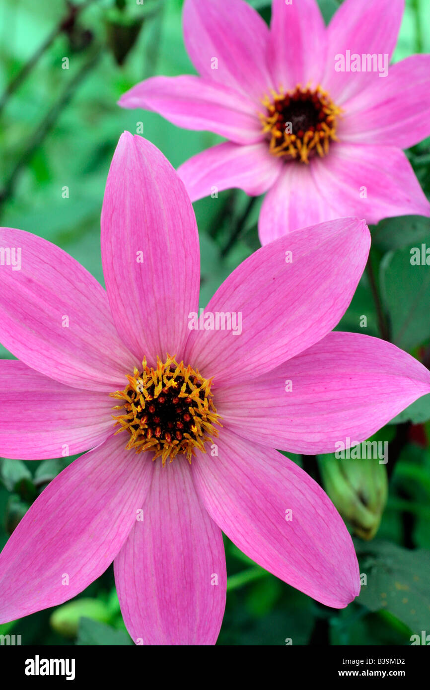 DAHLIA MAGENTA STAR Stock Photo - Alamy
