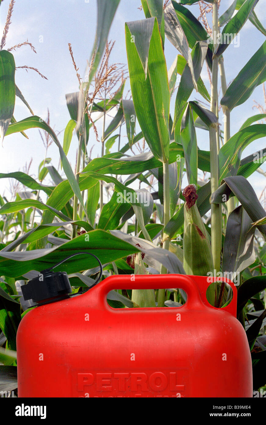 Maize and petrol can Stock Photo - Alamy