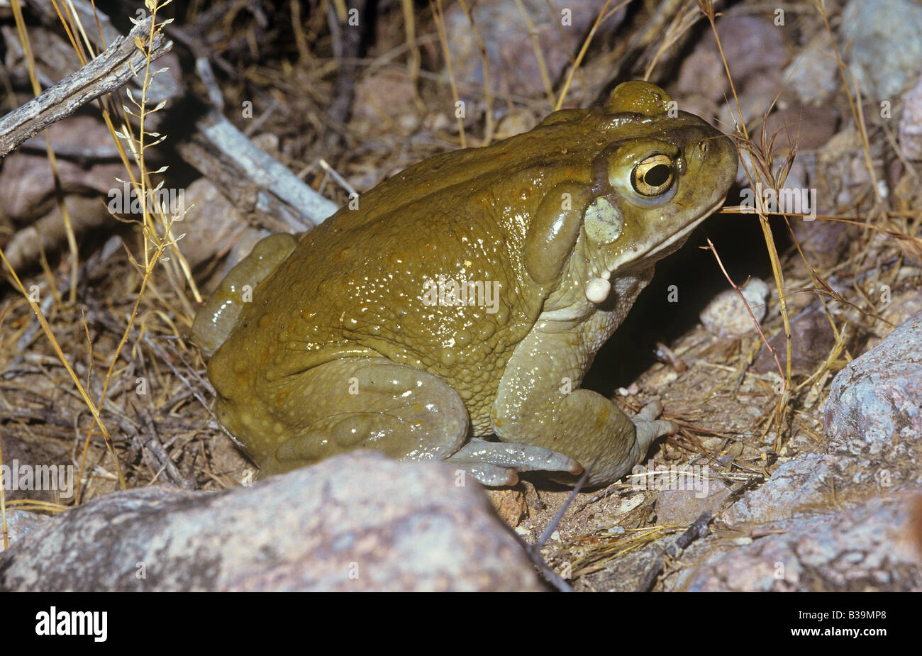 Colorado River Toad Stock Photos & Colorado River Toad Stock Images - Alamy