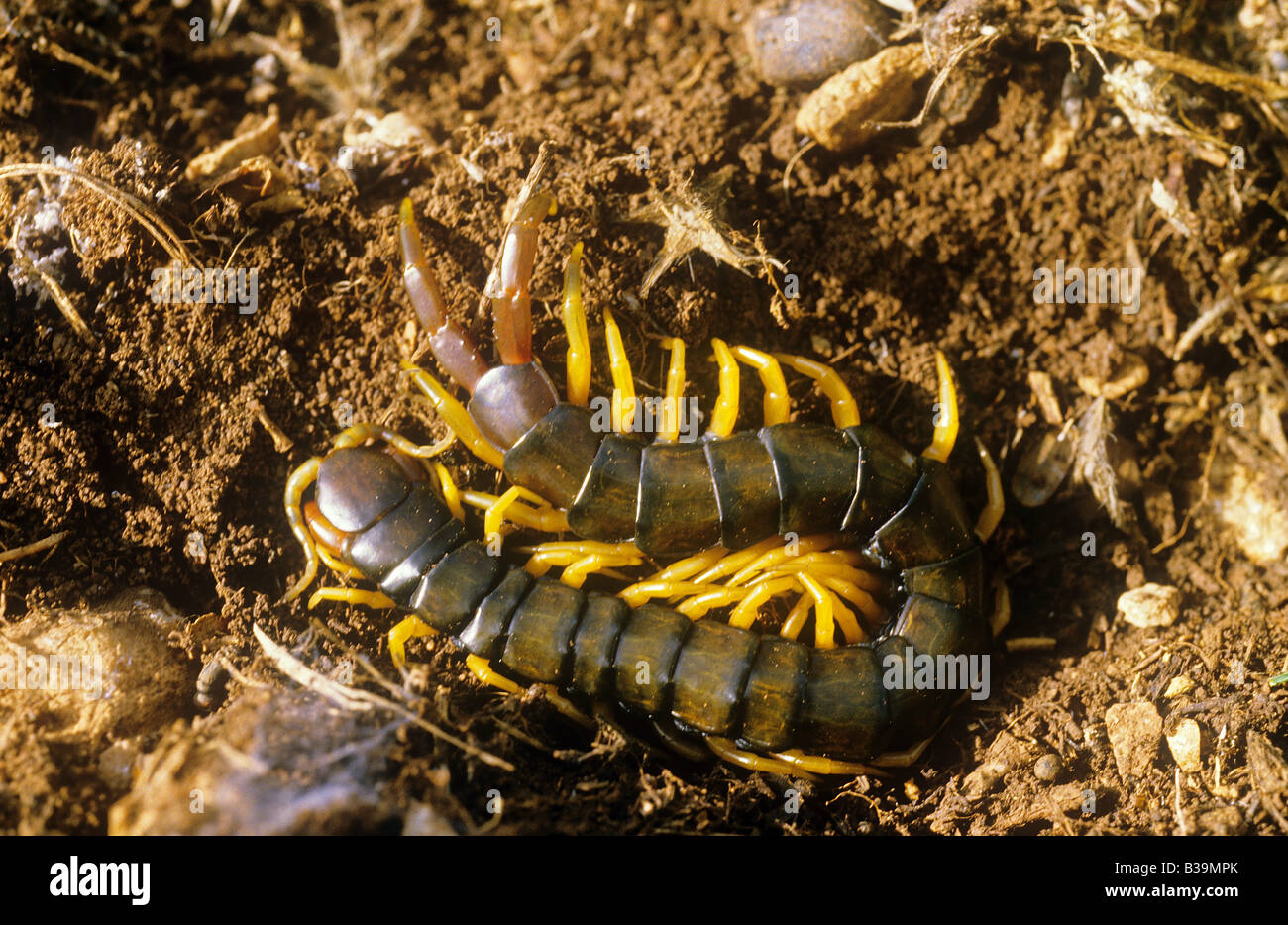 Megarian Banded Centipede / Scolopendra cingulata Stock Photo - Alamy
