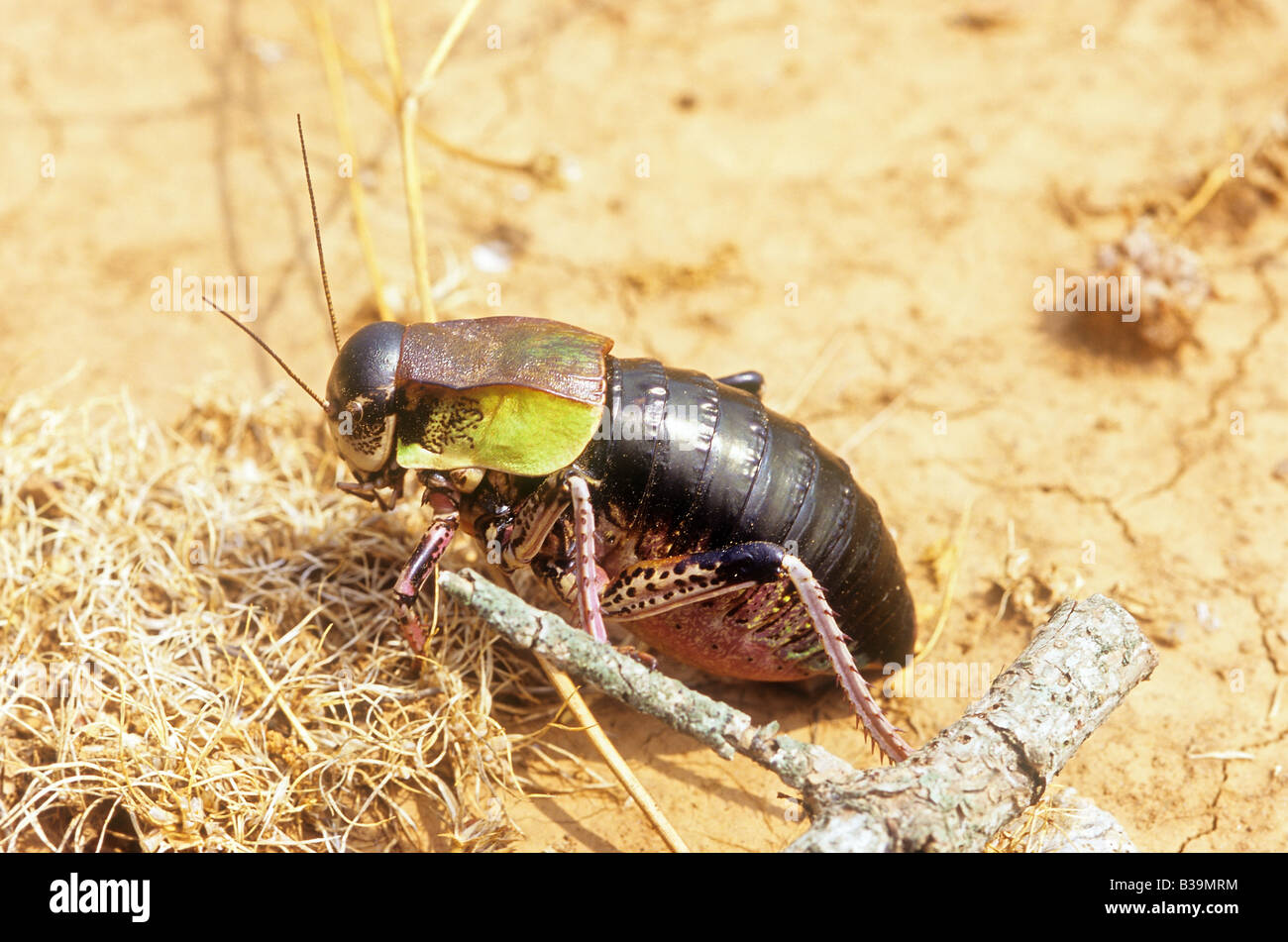 Mediterranean field cricket hi-res stock photography and images - Alamy