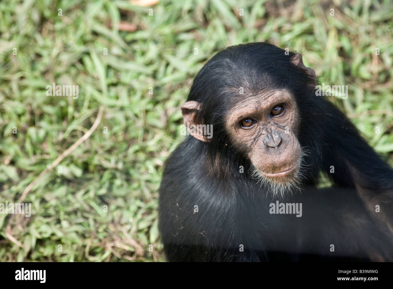 Chimpanzee face hi-res stock photography and images - Alamy