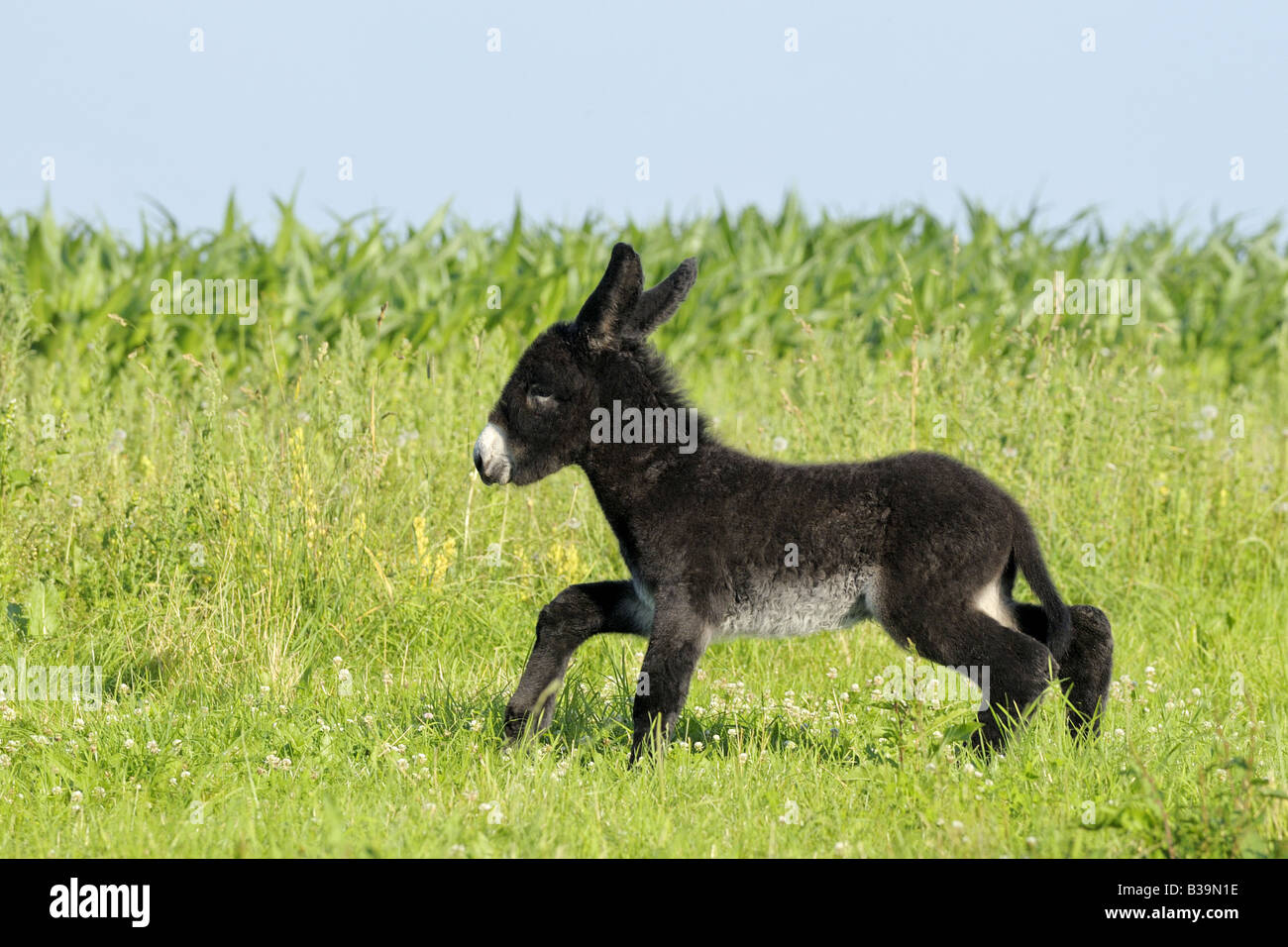 Poitouesel High Resolution Stock Photography and Images - Alamy
