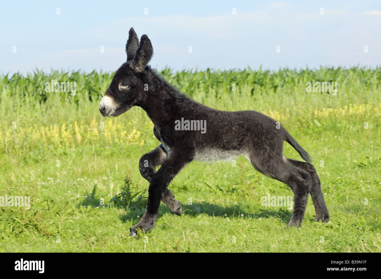 Donkey Cub Meadow High Resolution Stock Photography and Images - Alamy