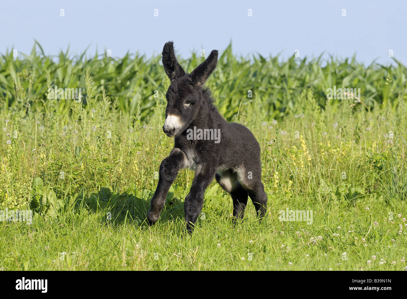 Poitou donkey hi-res stock photography and images - Alamy