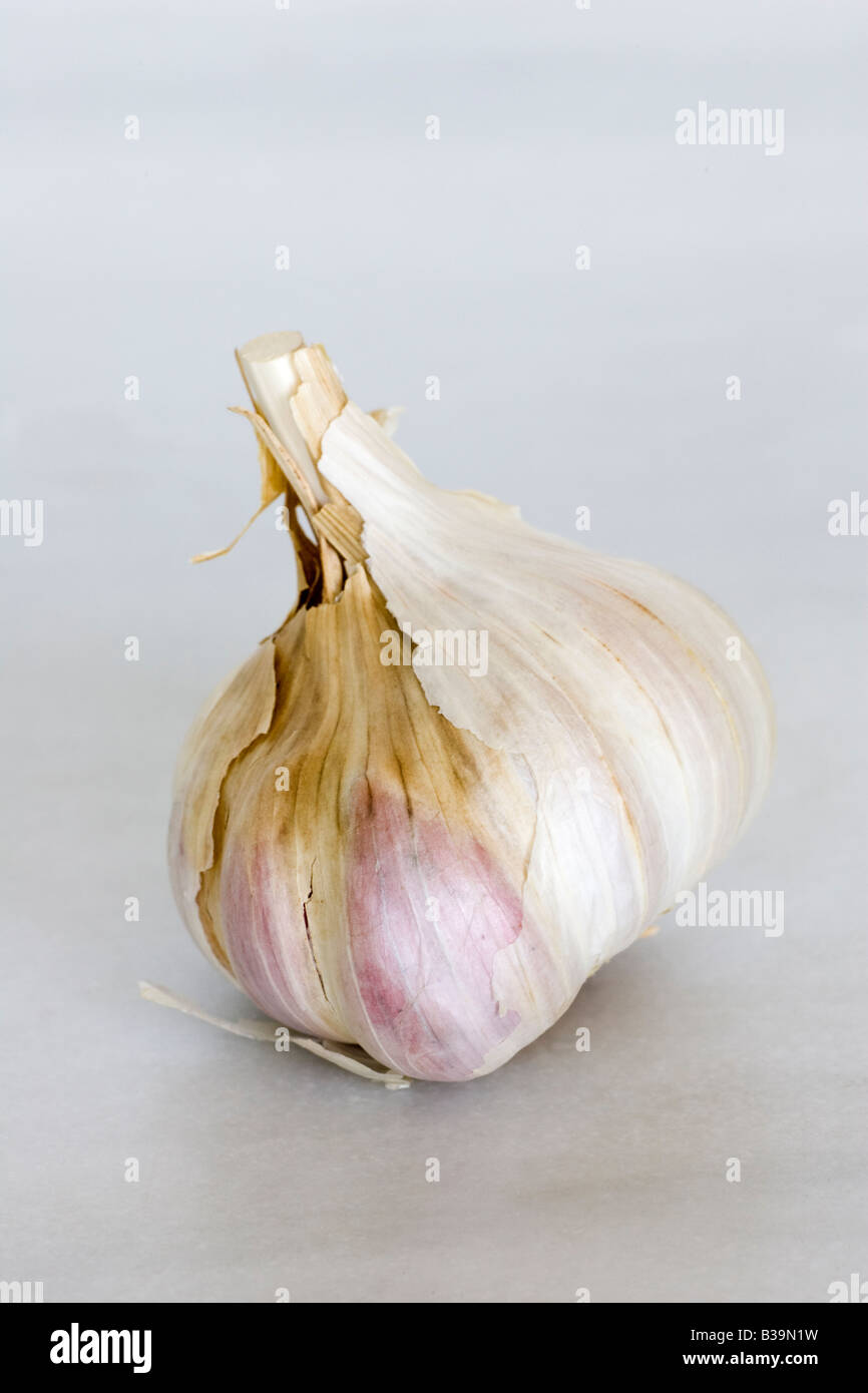 Bulb of garlic, Spain Stock Photo - Alamy