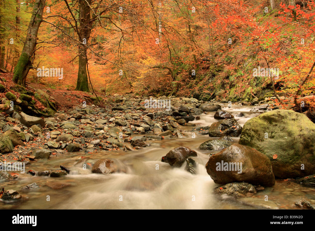 Afon Wen in Autumn Coed y Brenin Stock Photo - Alamy