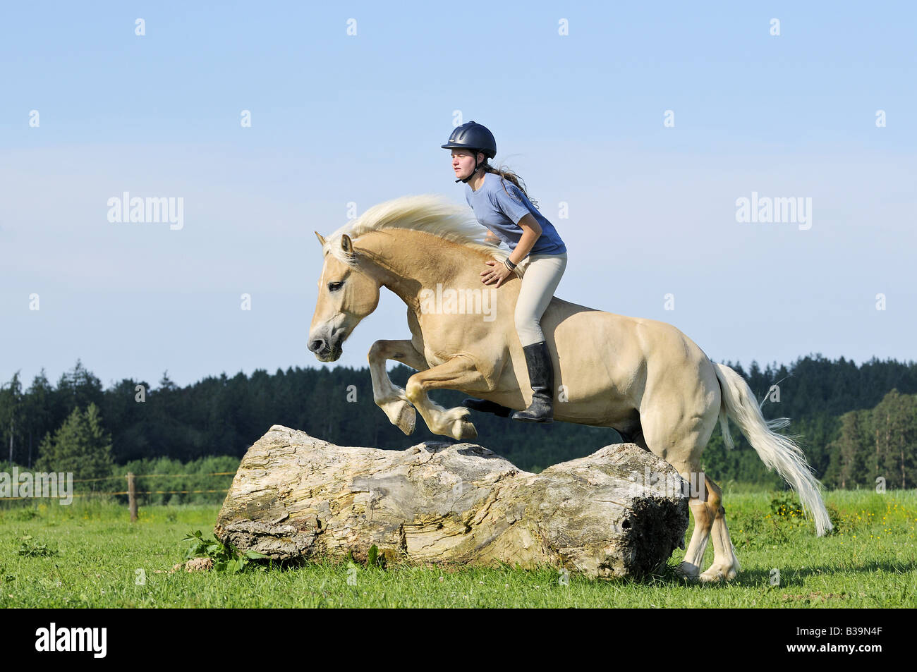 Girl jumping on Haflinger horse without saddle and without bridle Stock ...