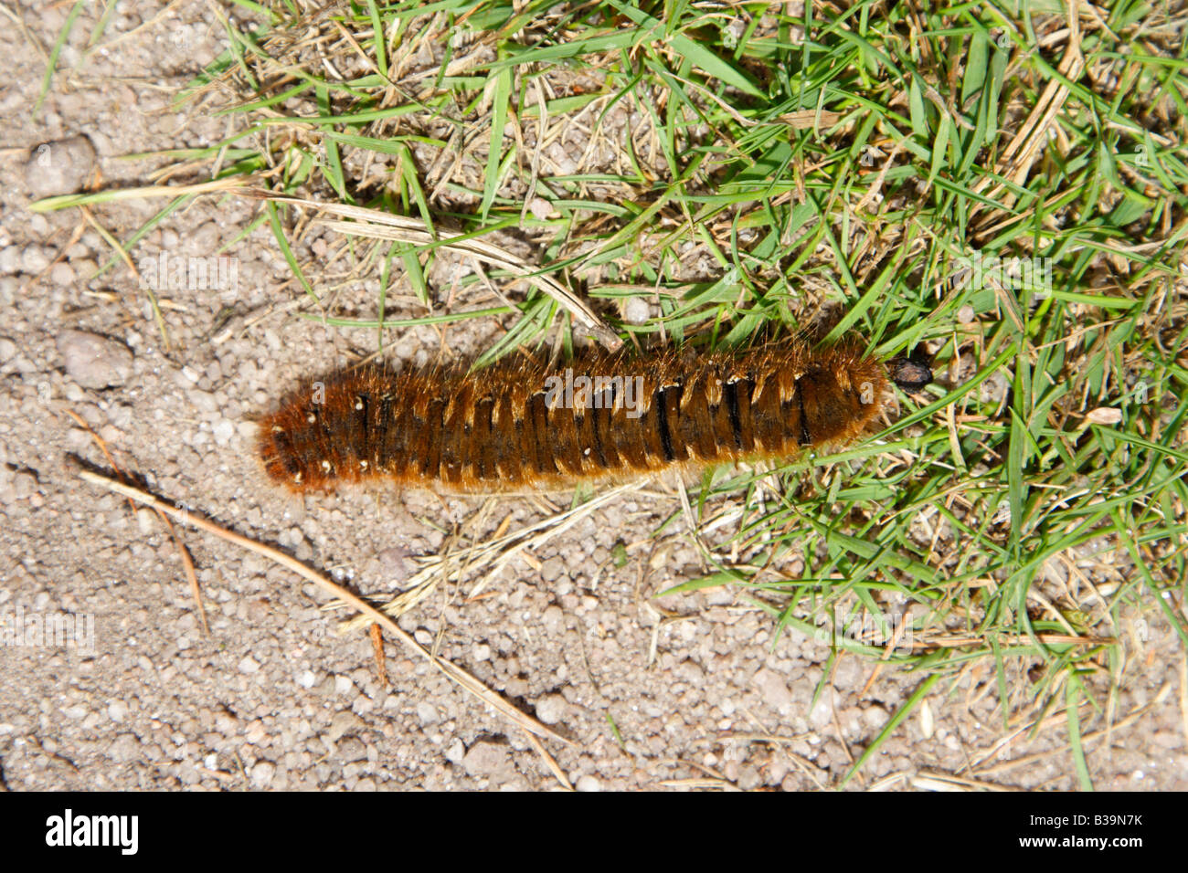 Ground caterpillar hi-res stock photography and images - Alamy