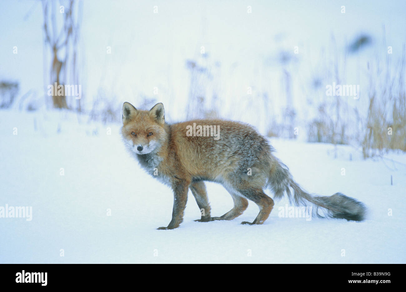 red fox - mange disease / vulpes vulpes Stock Photo - Alamy