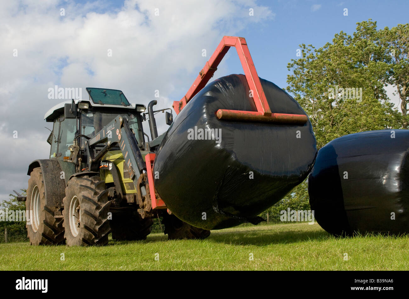 Hurlimann Tractor with loader picking up big bales of silage wrapped in ...