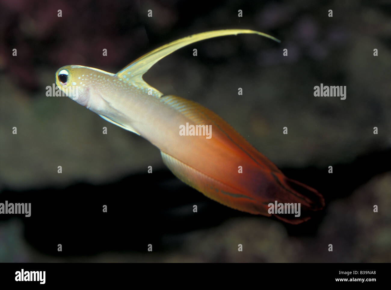 Fire dartfish Nemateleotris magnifica, Gobidae Stock Photo - Alamy