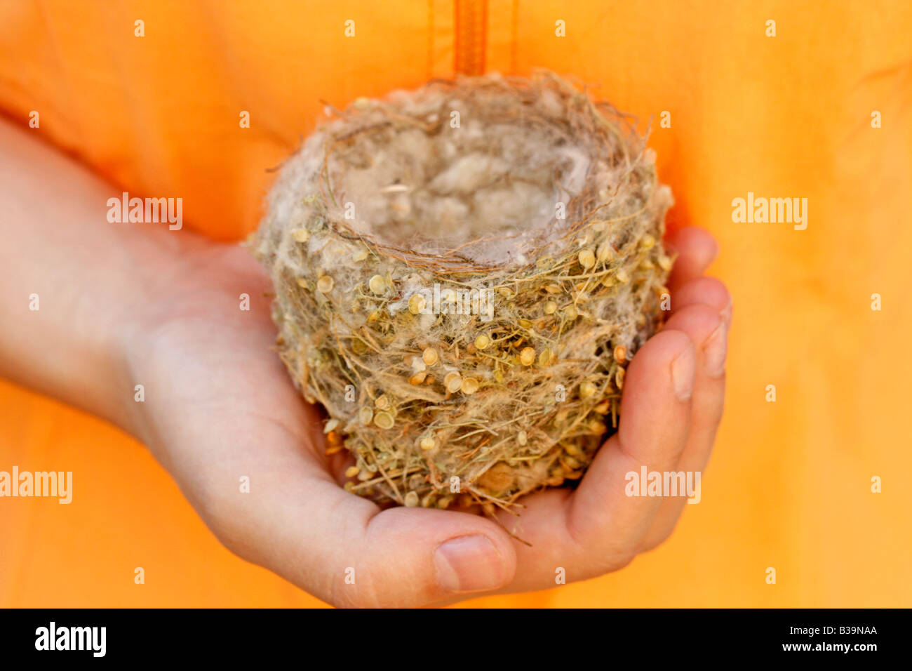 Empty nest syndrome hi-res stock photography and images - Alamy