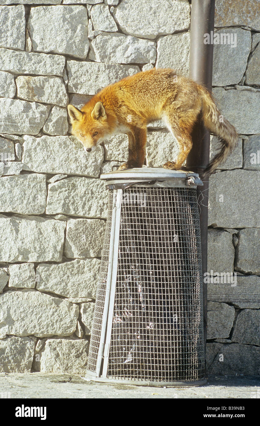 Fox Garbage High Resolution Stock Photography and Images - Alamy