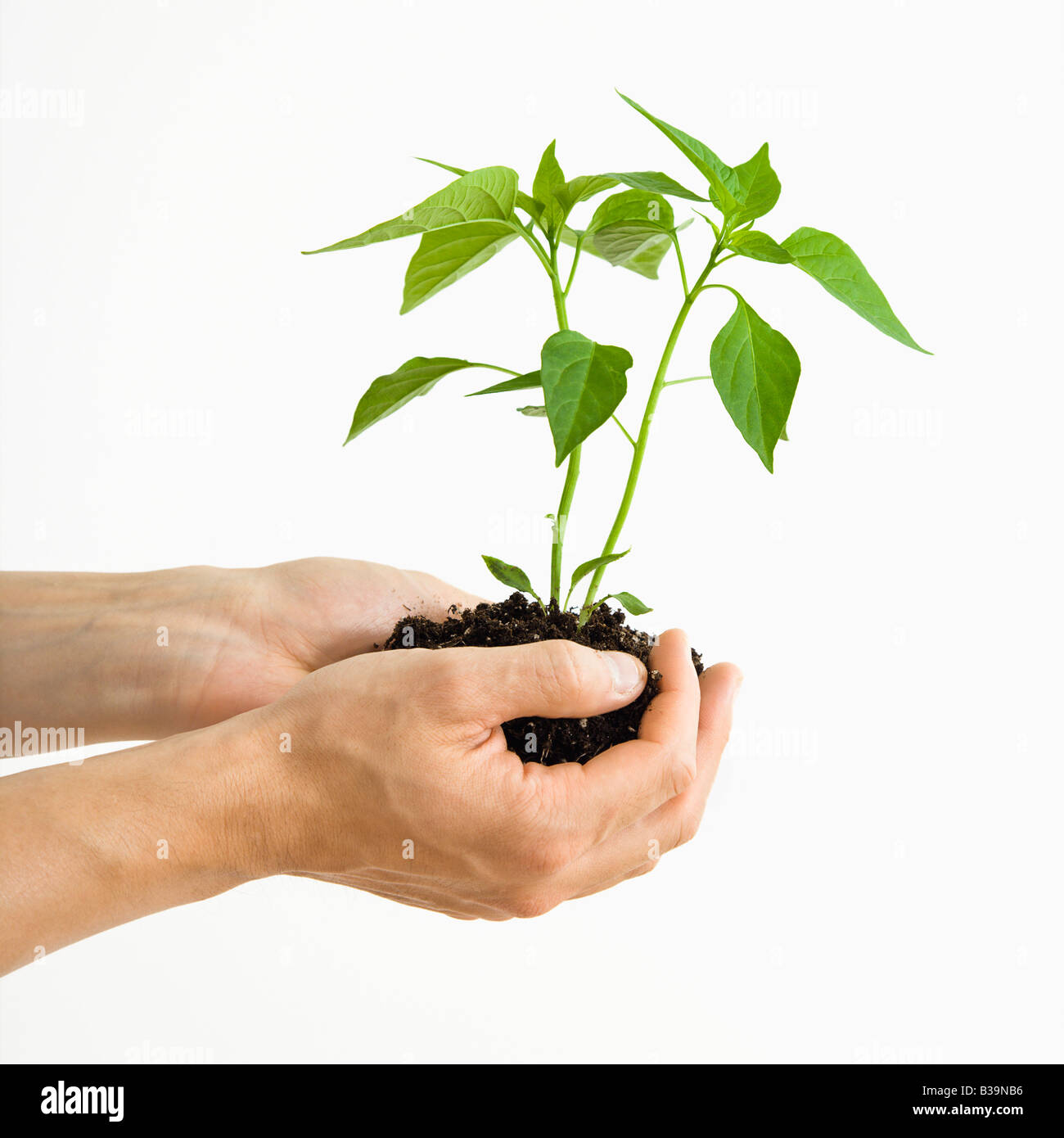 Asian man gardening Cut Out Stock Images & Pictures - Alamy