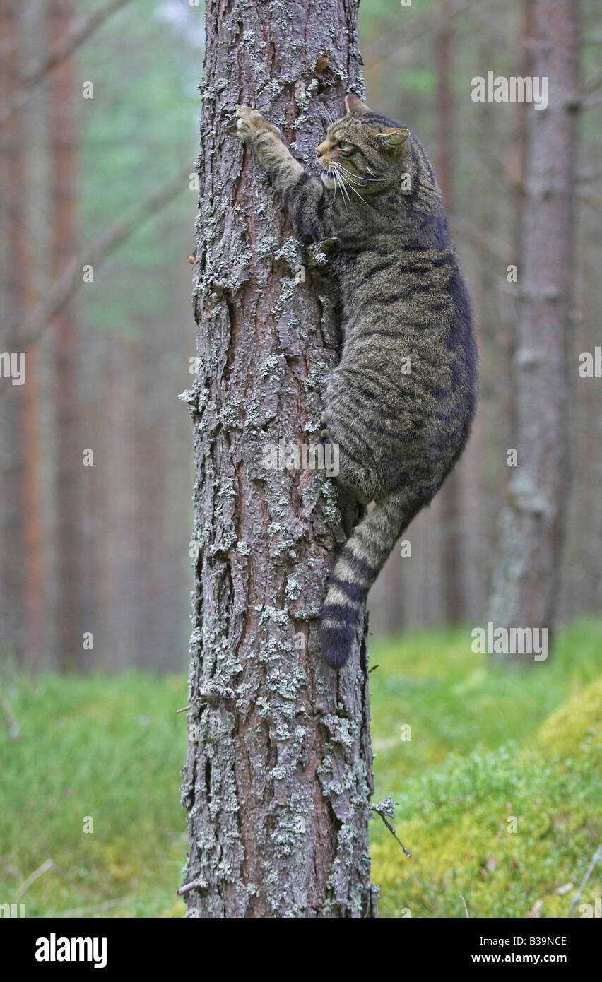 European Wildcat (Felis silvestris), adult climbing pine tree Stock ...