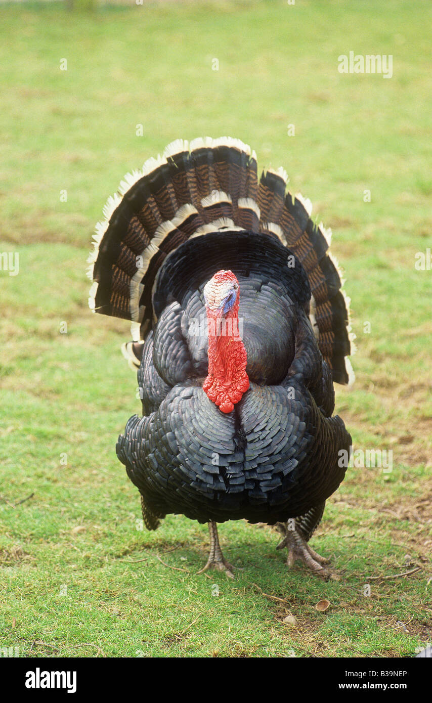 Common turkeys hi-res stock photography and images - Alamy