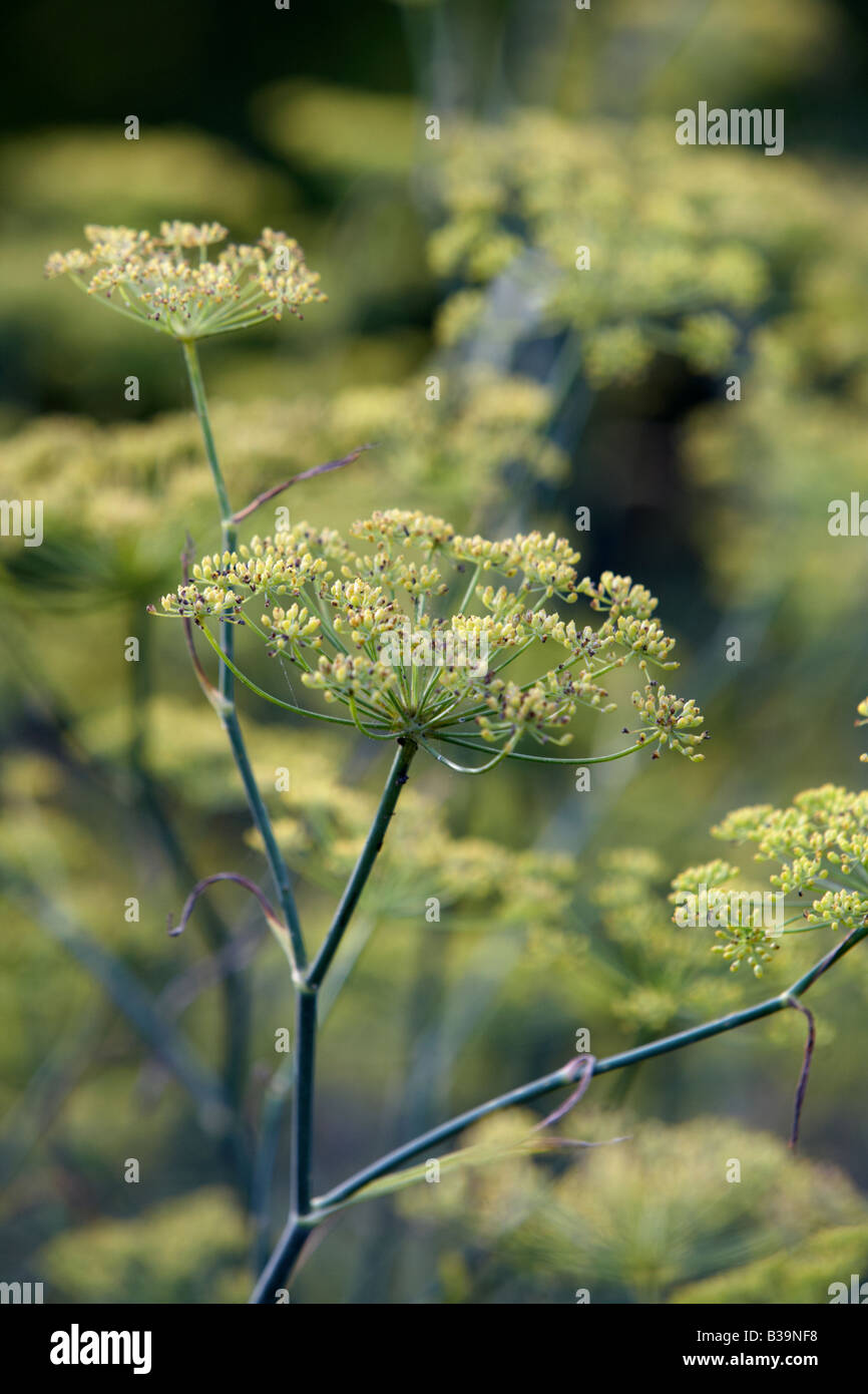 fennel Foeniculum vulgare flowering in a herb garden in the uk Stock ...