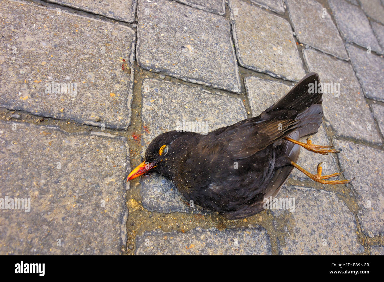 Dead blackbird hi-res stock photography and images - Alamy