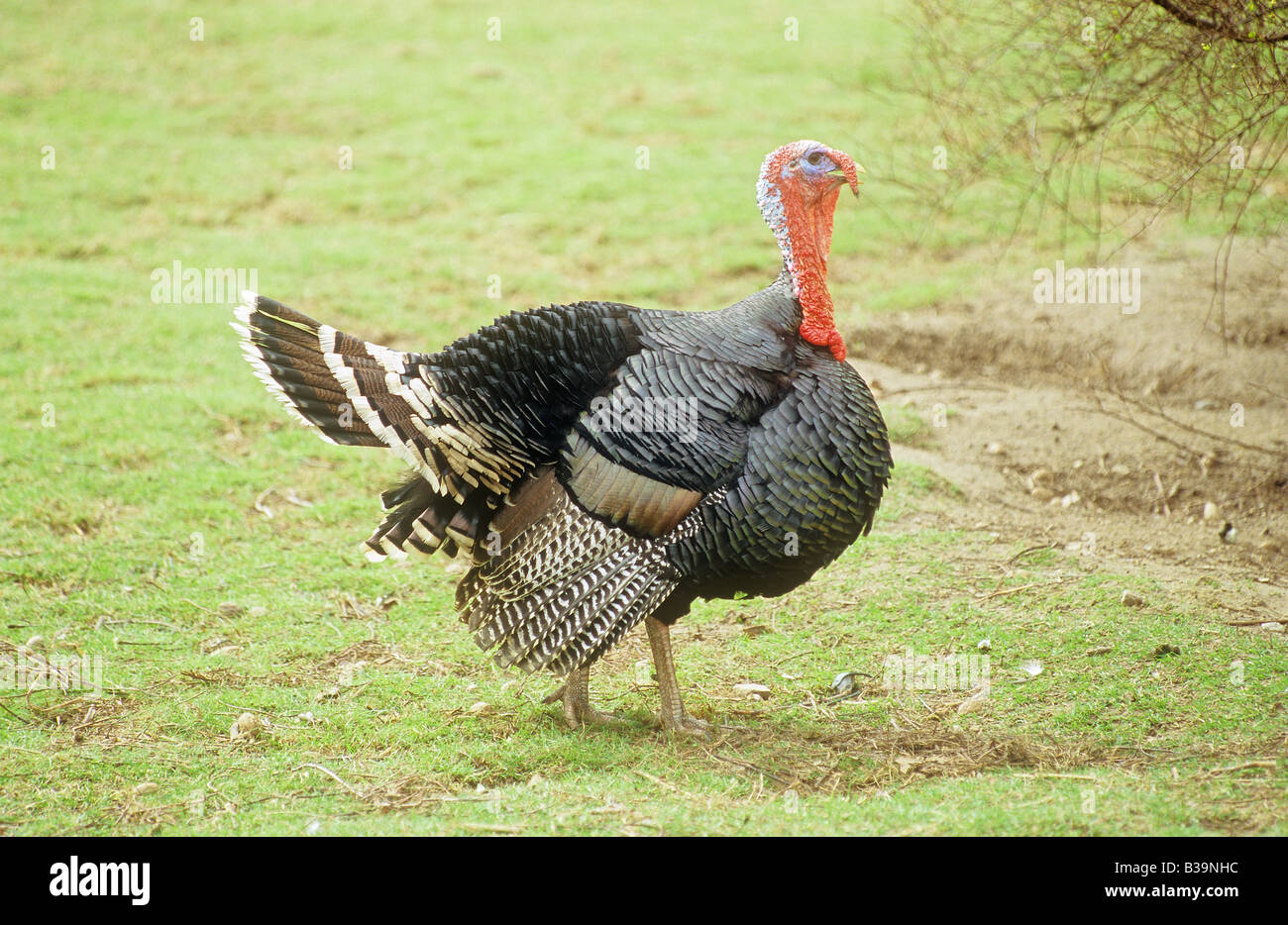 common turkey - mating / Meleagris gallopavo Stock Photo - Alamy