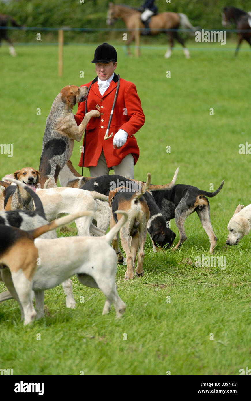 Huntsman with hounds Stock Photo - Alamy