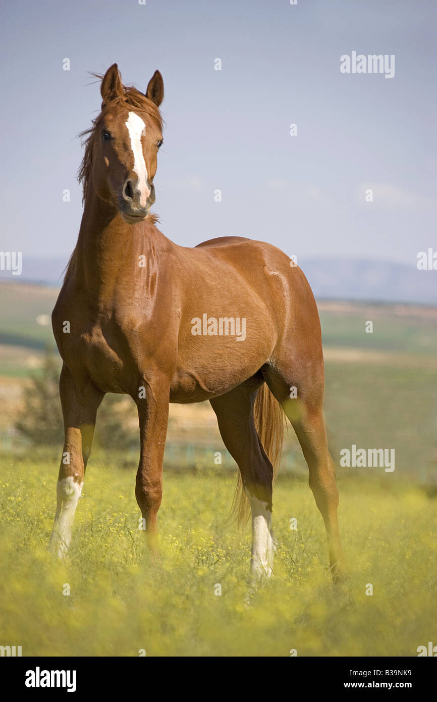 arabian horse - standing on meadow Stock Photo - Alamy