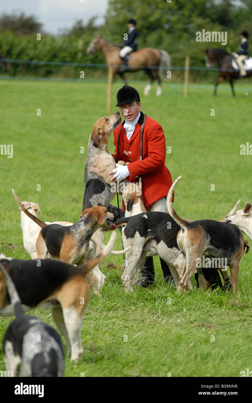 Huntsman with hounds Stock Photo - Alamy