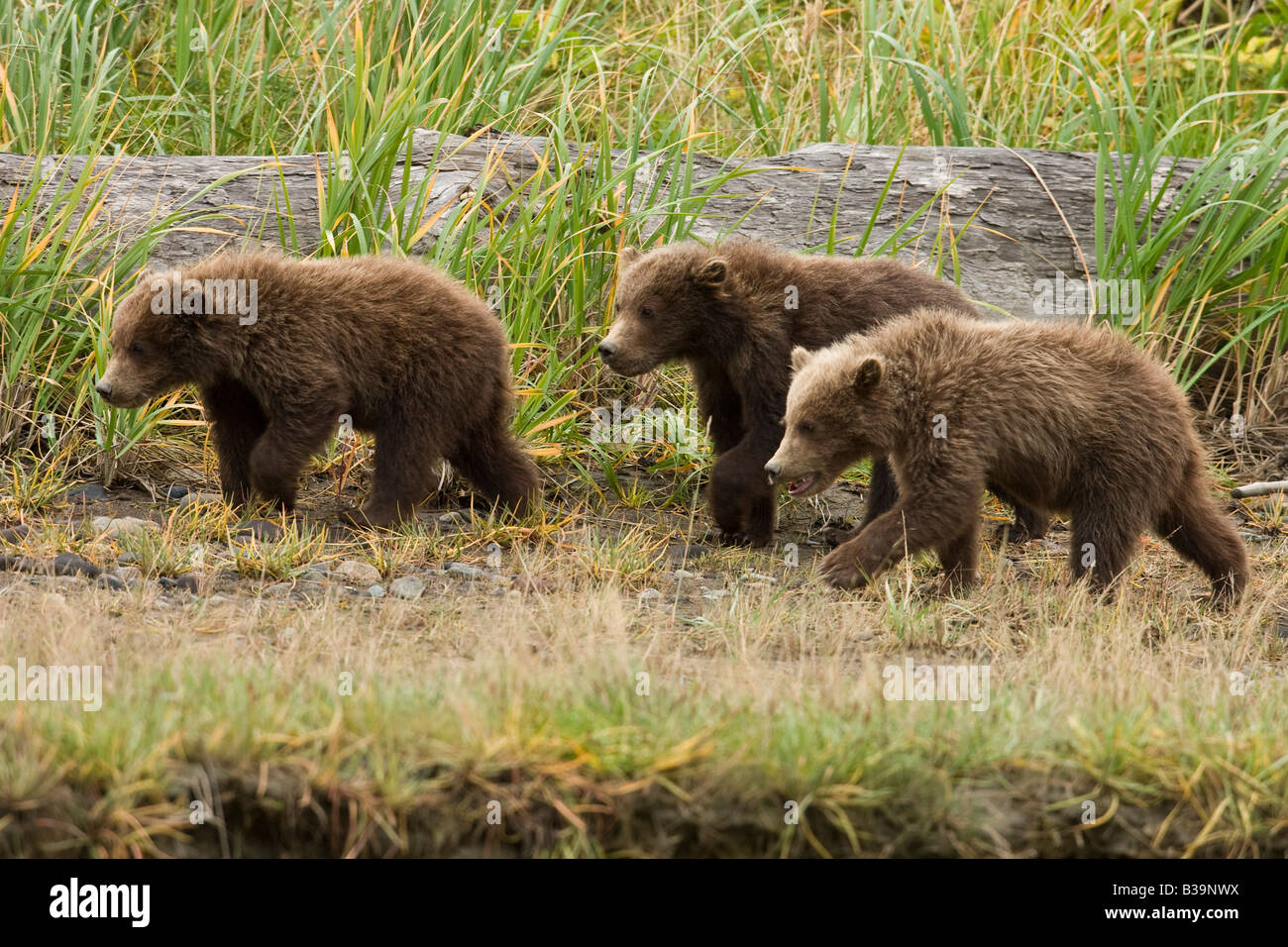 First year cubs hi-res stock photography and images - Alamy