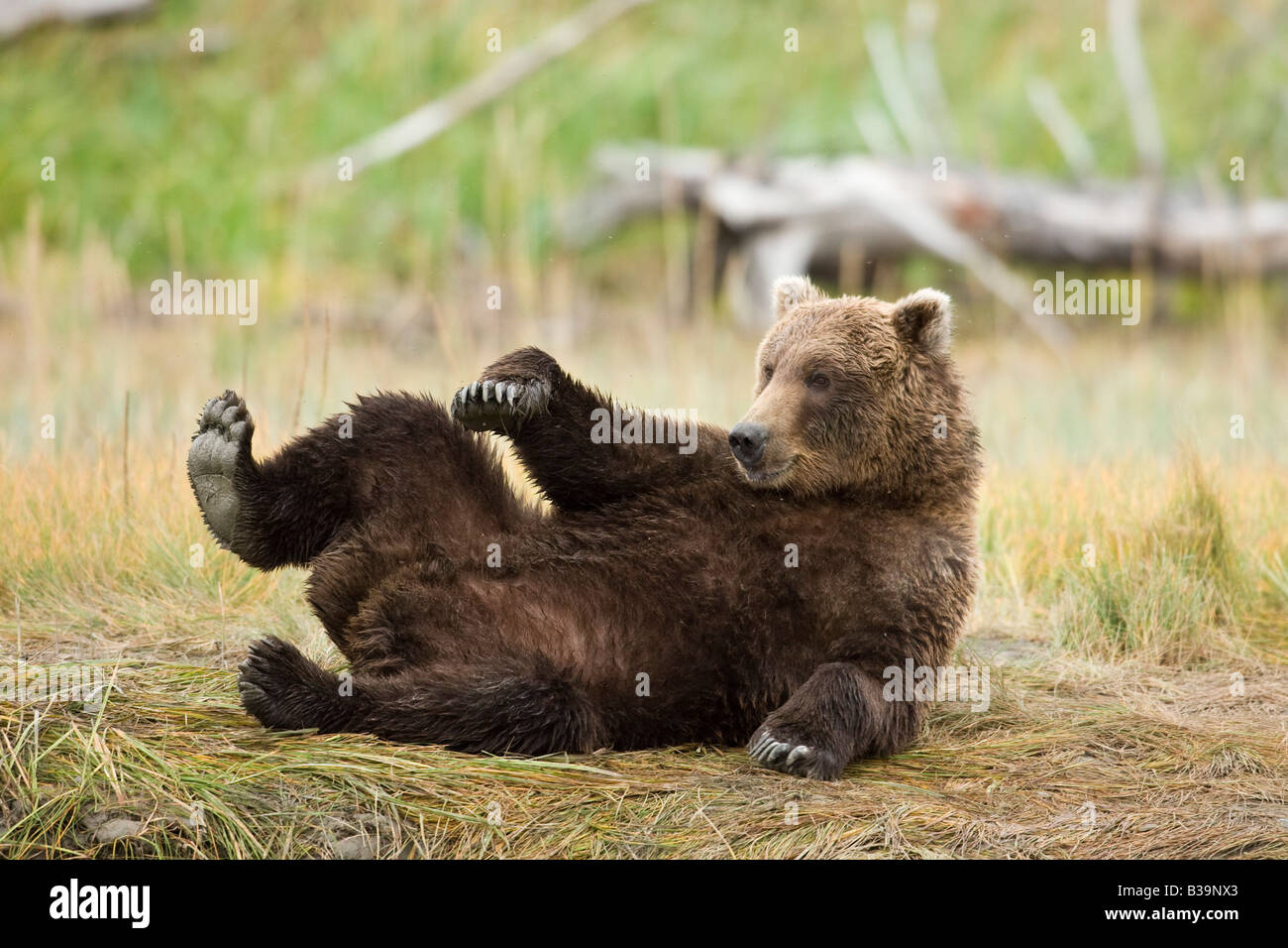 Brown Bear (Ursus arctos middendorffi) rolling on his back Stock Photo ...