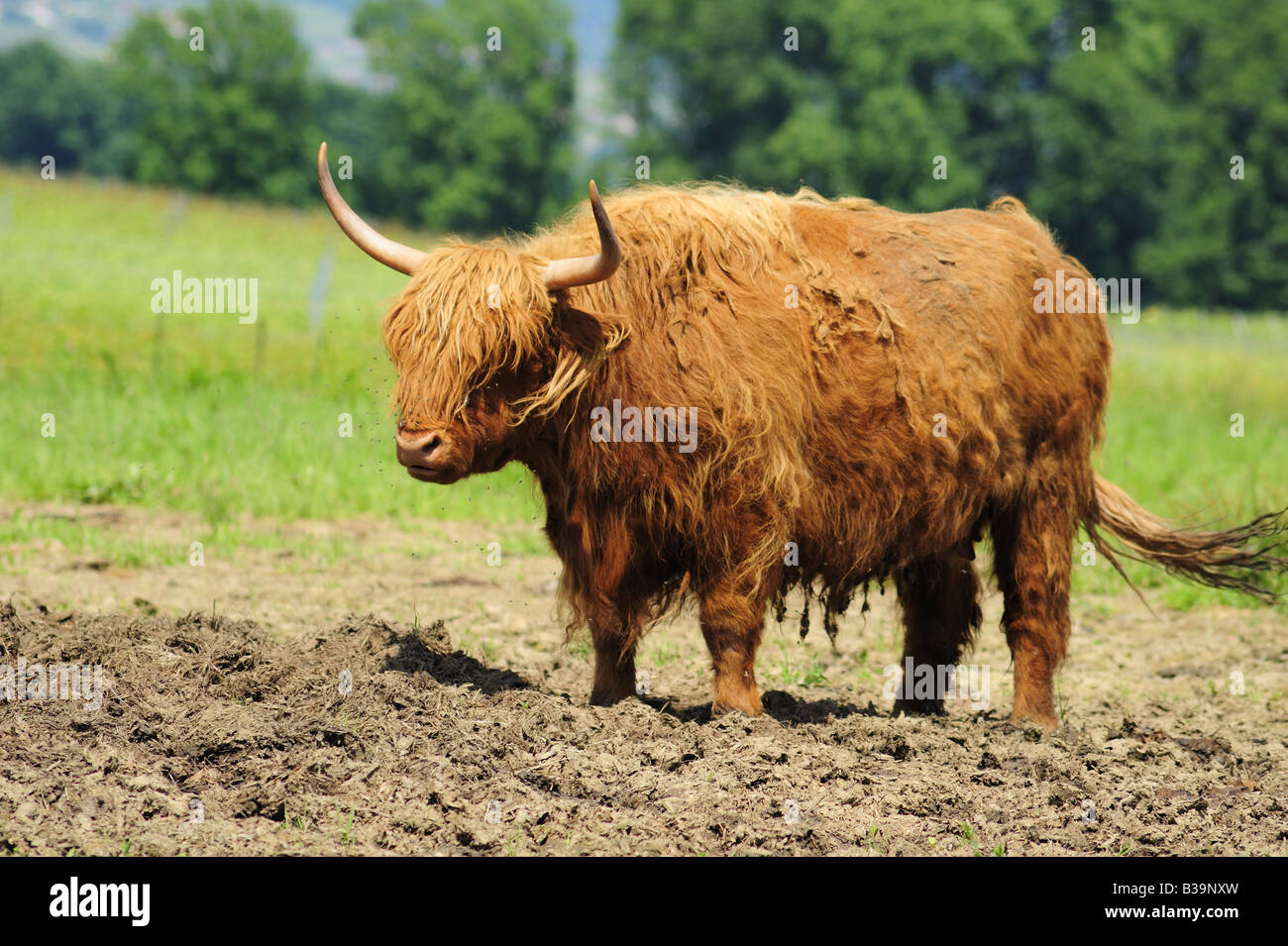 Long haired bull hi-res stock photography and images - Alamy