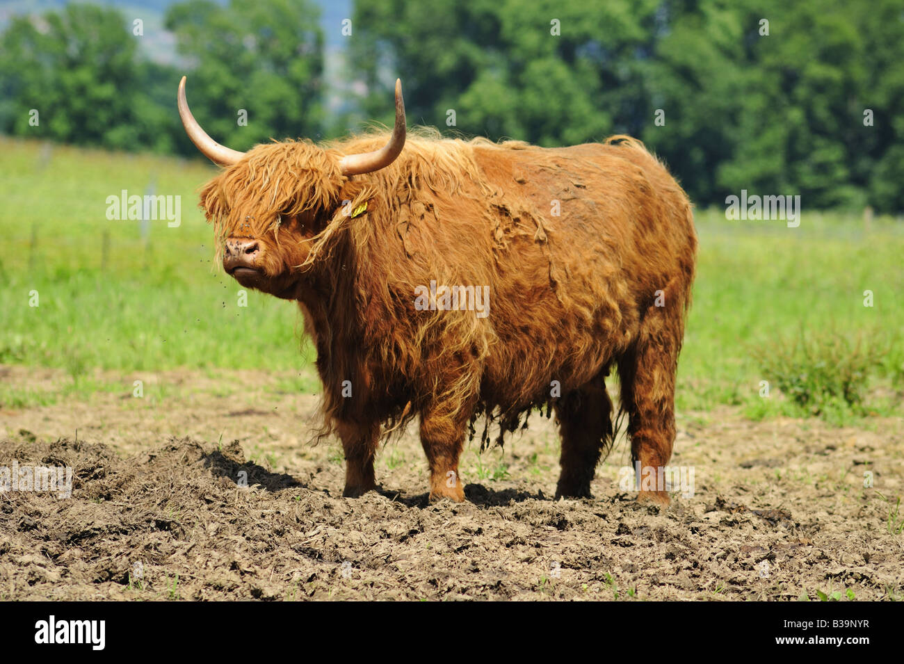 Male scottish highland cow bull hi-res stock photography and images - Alamy