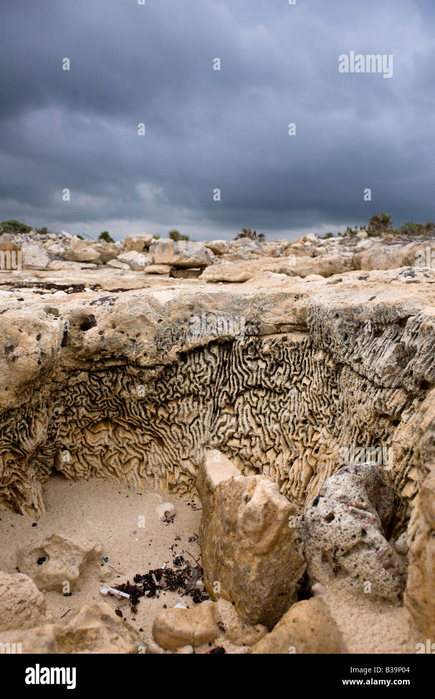 Rocky shore of limestone with fossils on the southern coast of Cozumel ...