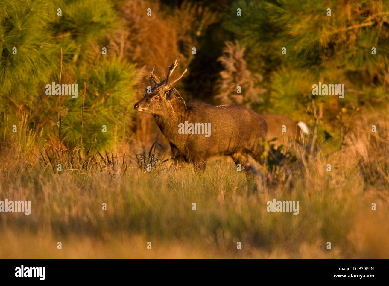 Sika elk (Cervus Nippon) the Sika is an exotic asian species Stock ...