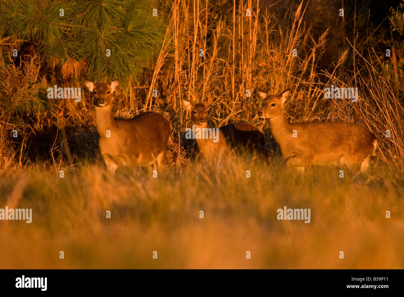 Asian elk hi-res stock photography and images - Alamy