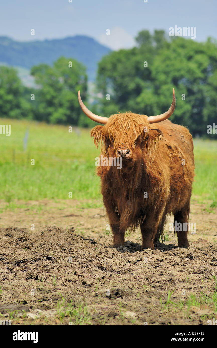 Highland bull hi-res stock photography and images - Alamy