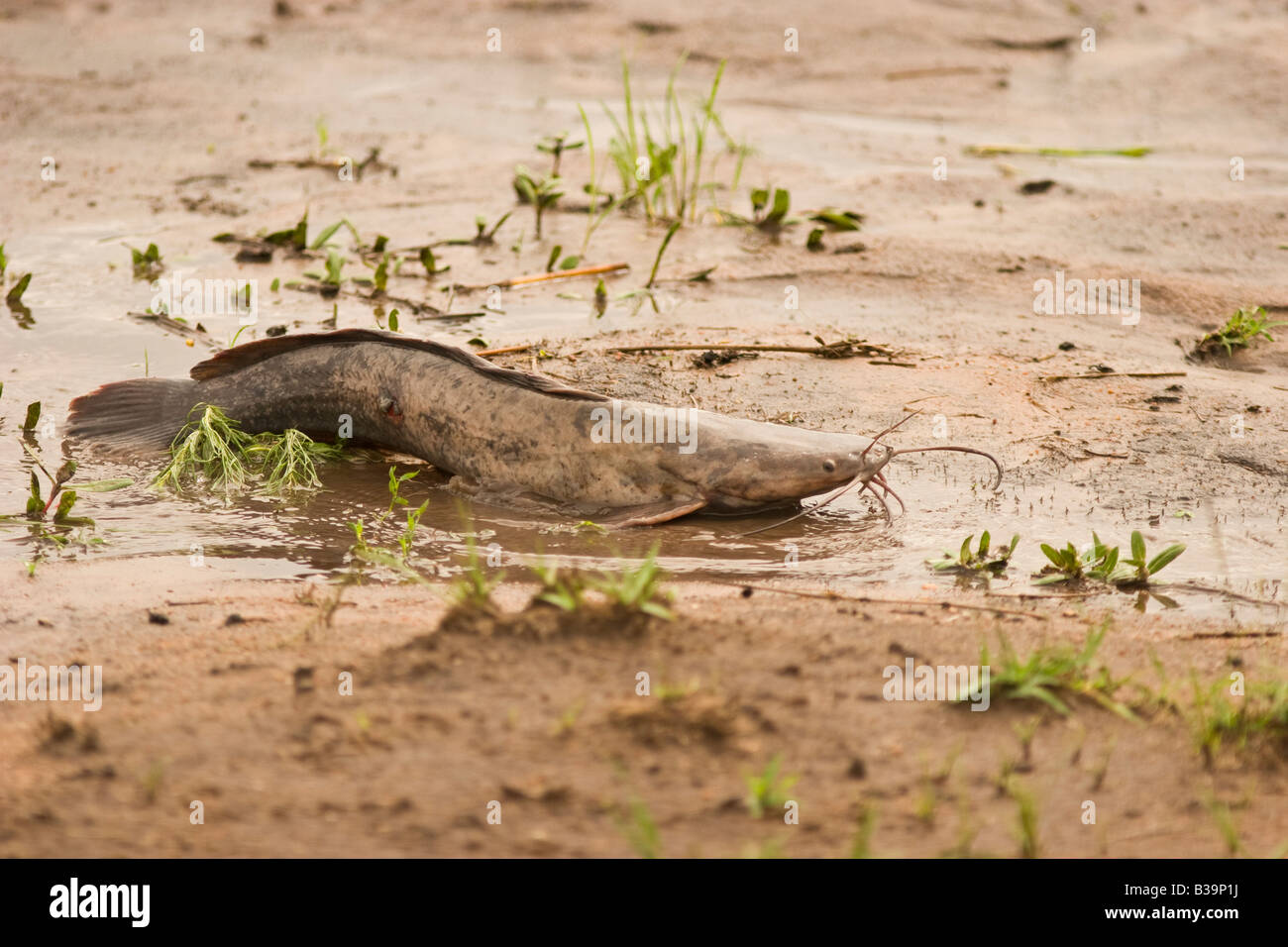 Walking Catfish (Clarias batrachus) make their way across land to spawn ...