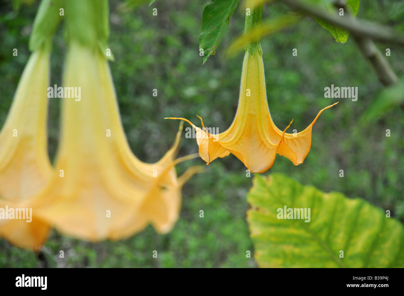 Angels trumpet flowers Stock Photo - Alamy