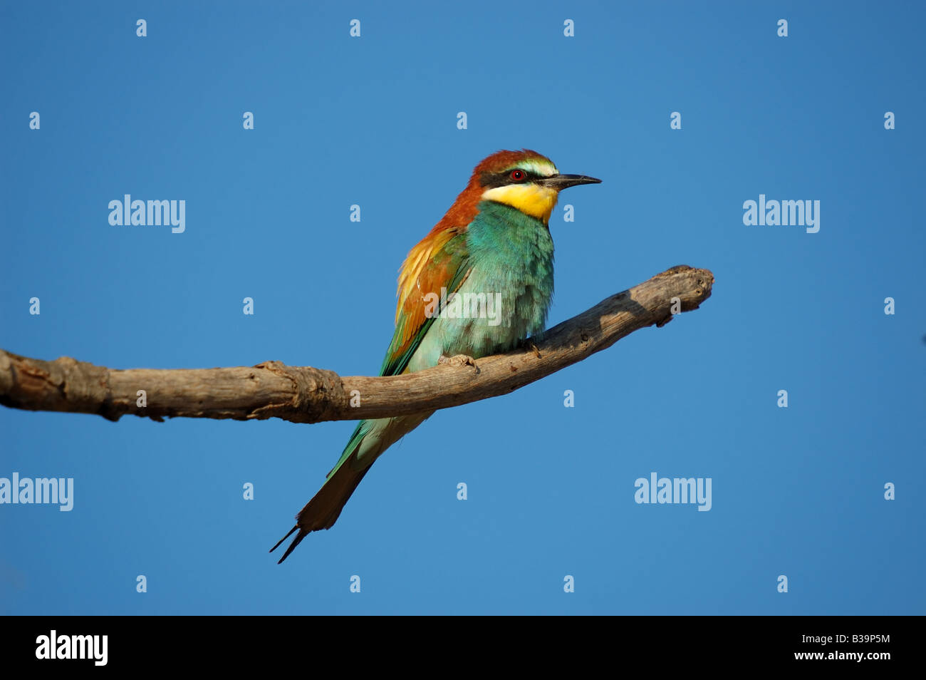 a photograph of a bird Stock Photo - Alamy