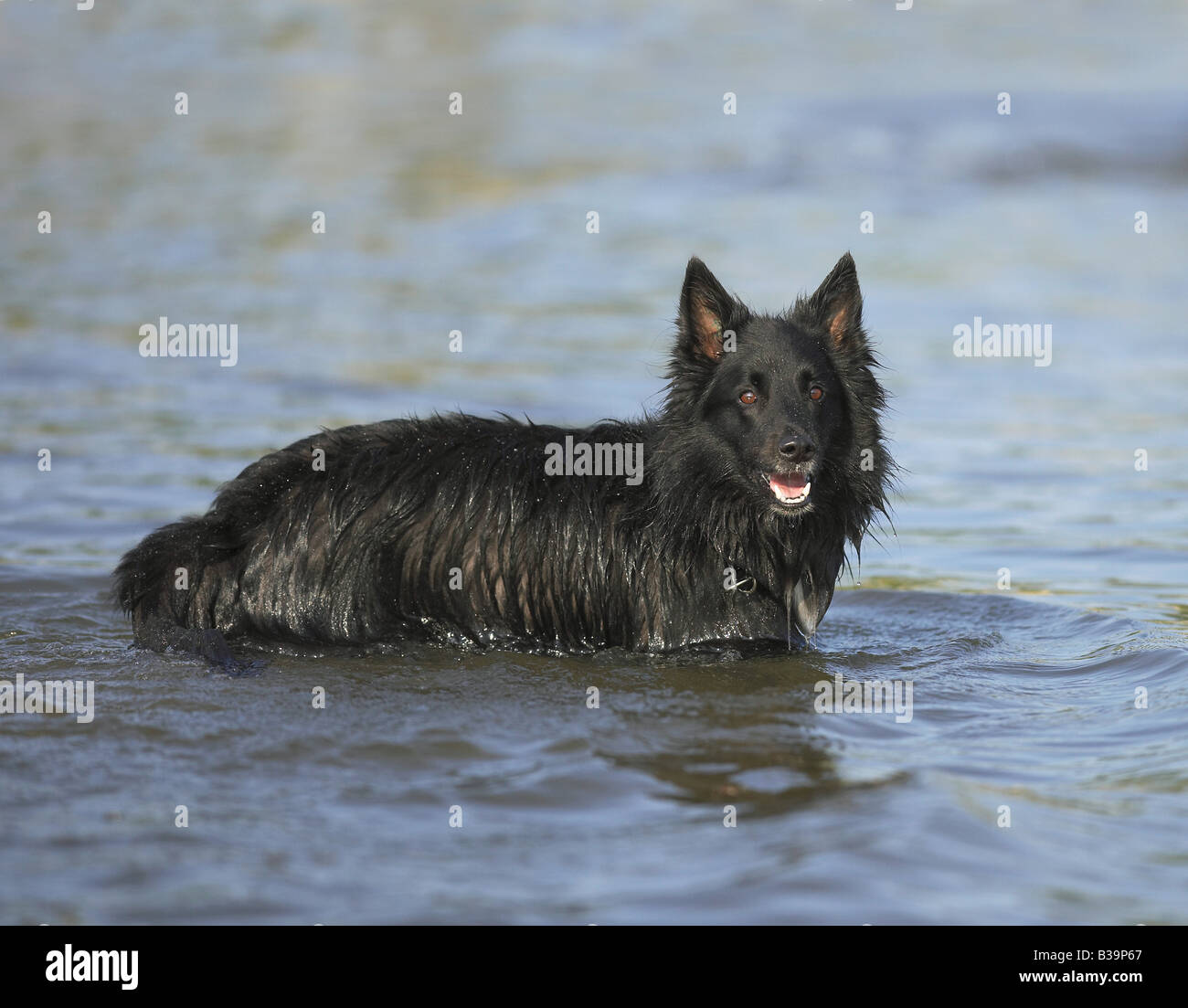 Dark dog stands hi-res stock photography and images - Alamy