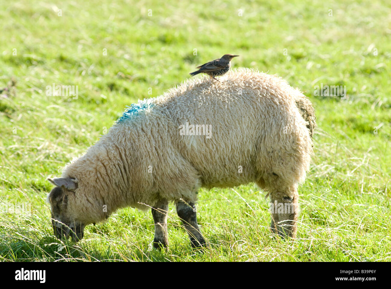 Sheep feet hi-res stock photography and images - Alamy