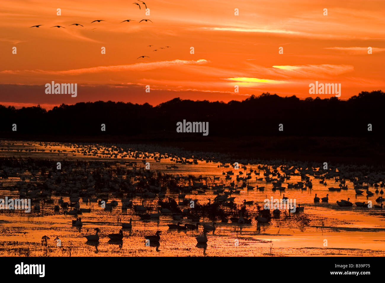 Sunset on the pond Stock Photo - Alamy