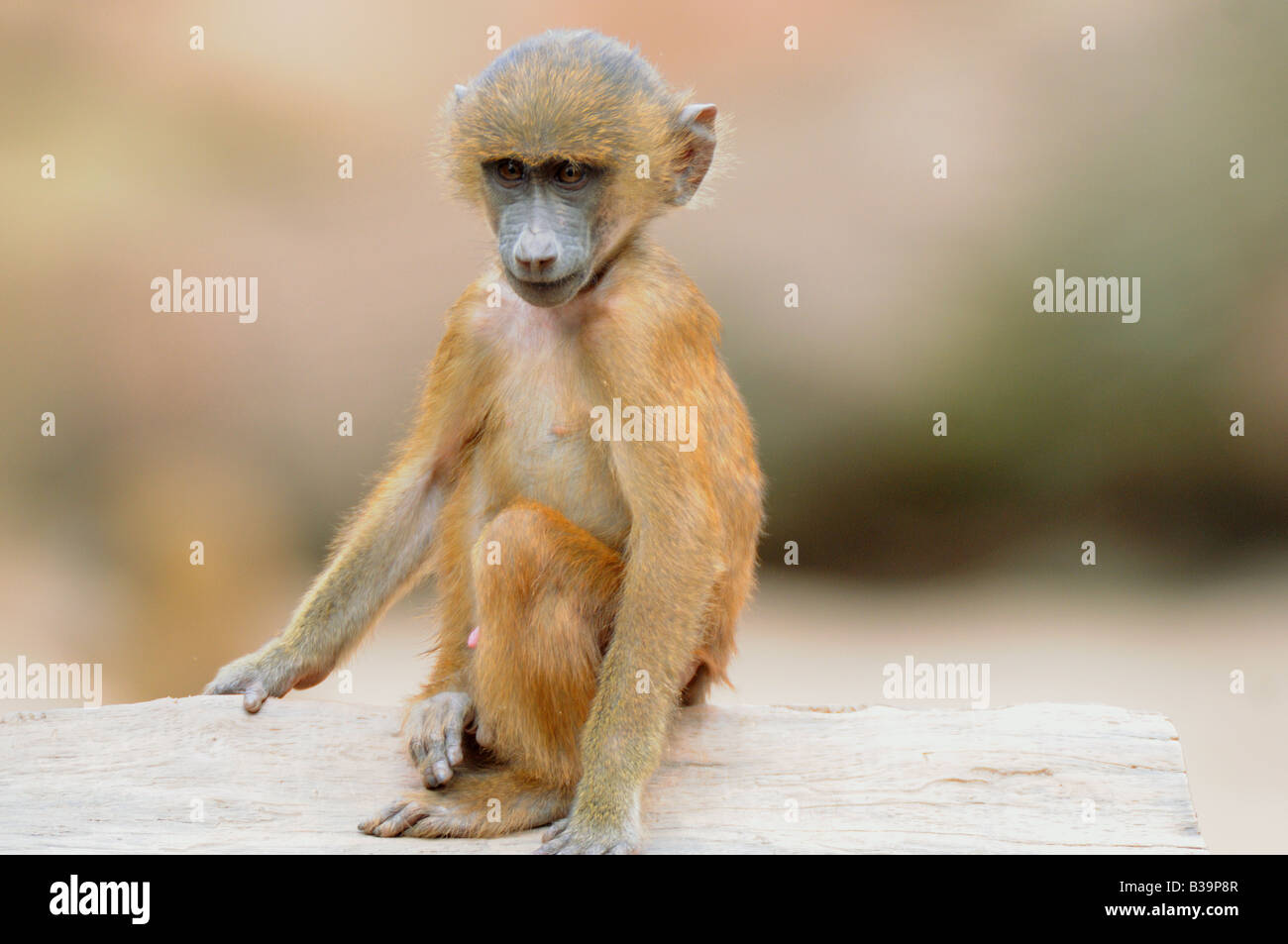 Guinea baboon - cub / Papio papio Stock Photo - Alamy