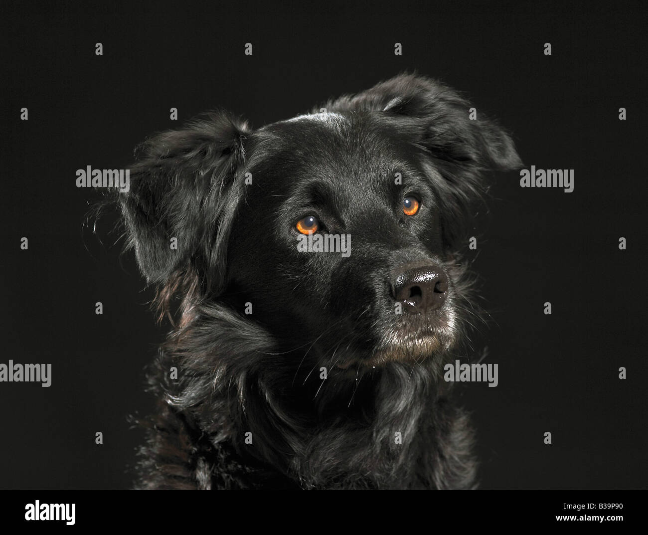 half breed dog - portrait Stock Photo - Alamy