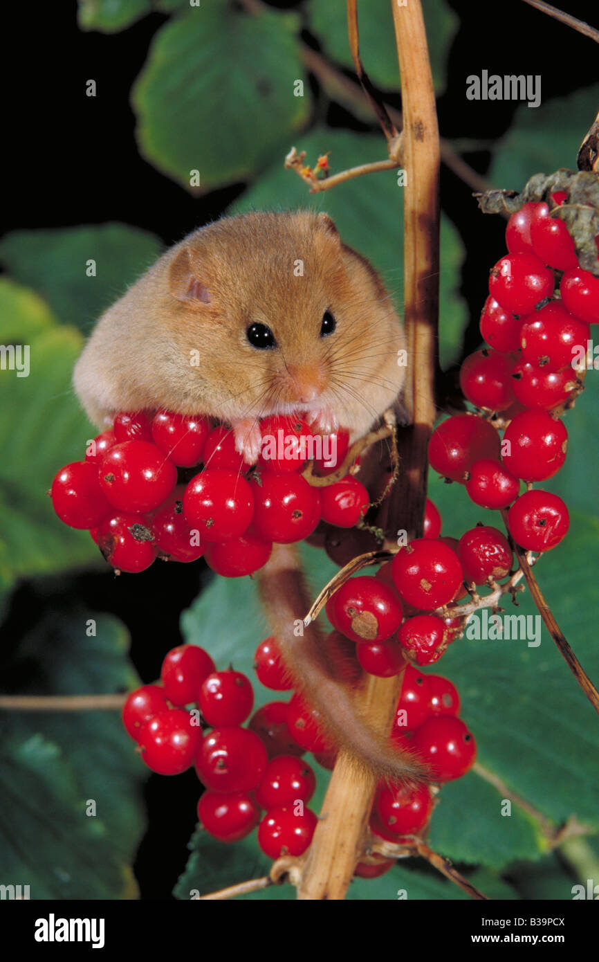 Dormouse (Muscardinus avellanarius) on Black Bryony berries (Dioscorea ...