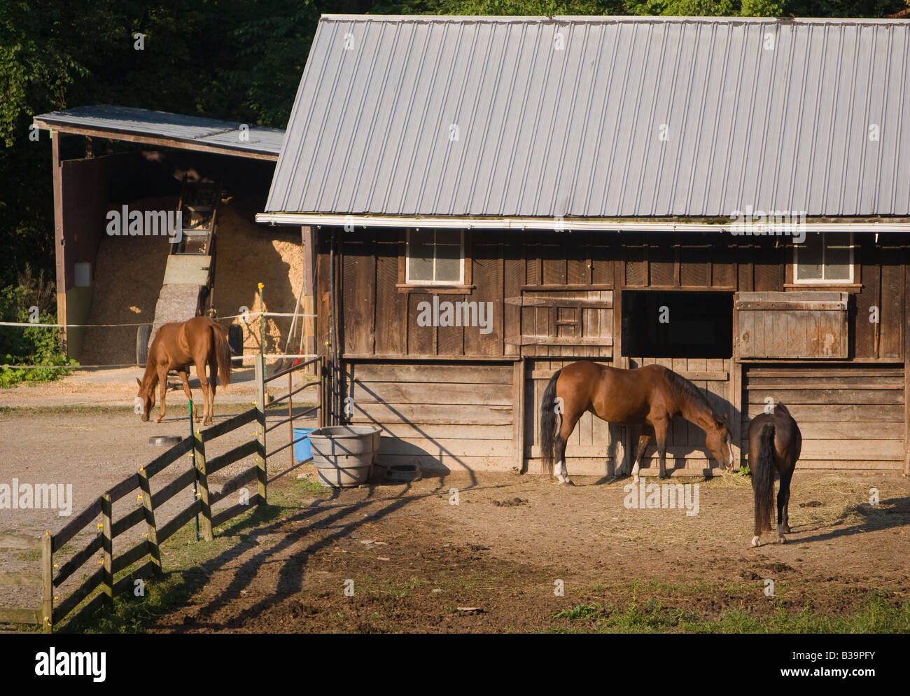 Horses on a farm Stock Photo - Alamy