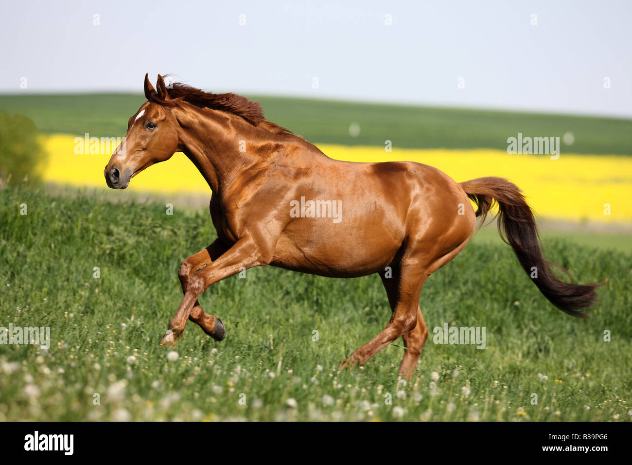 Chestnut thoroughbred horse galloping on hi-res stock photography and ...