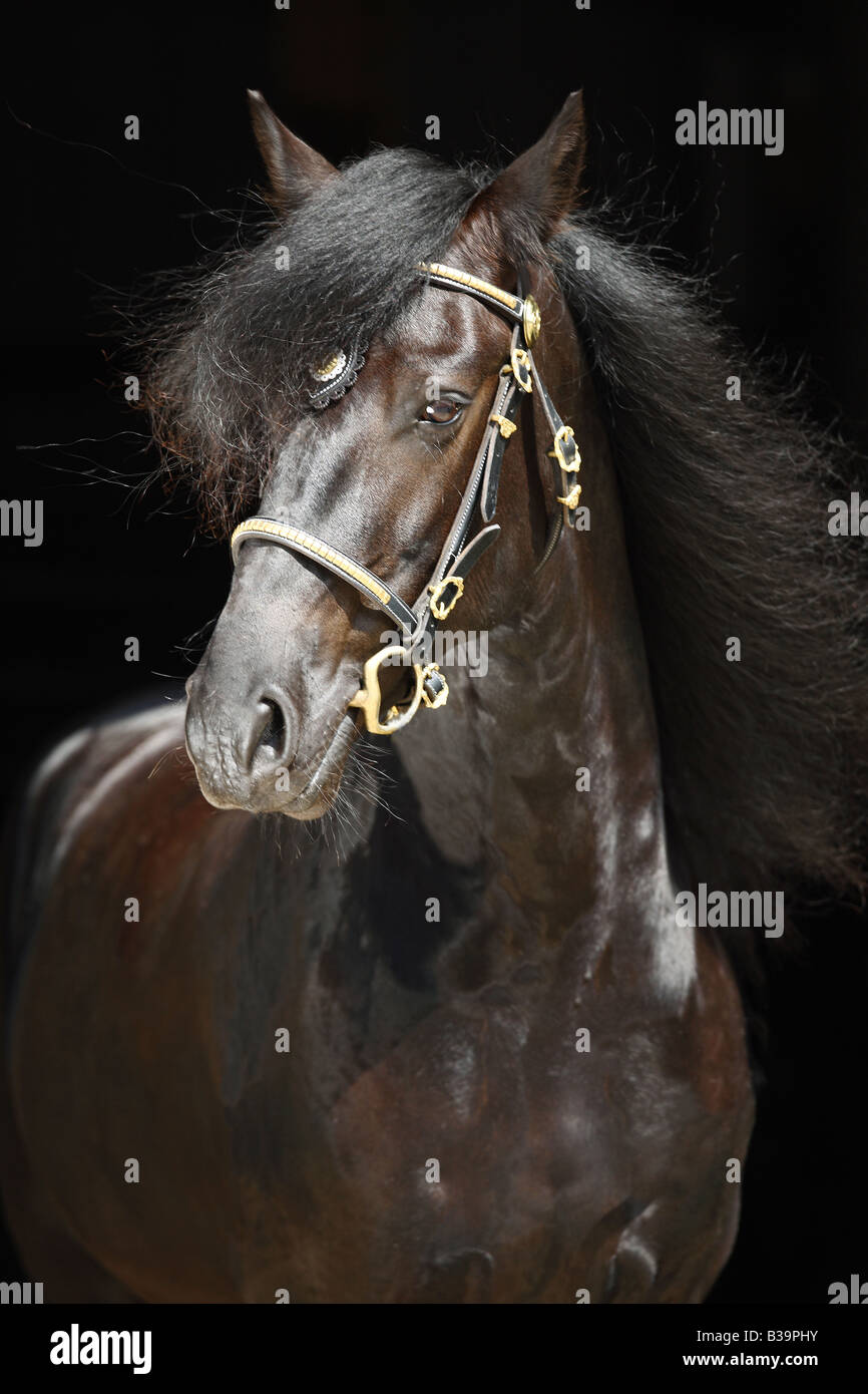 friesian horse - Portrait Stock Photo - Alamy